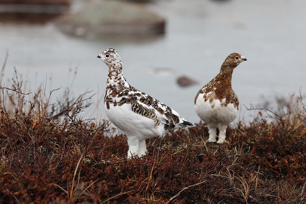 What Is Alaska’s State Bird? How Was It Decided? - Optics Mag