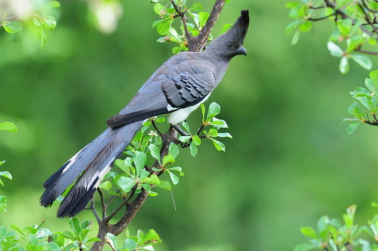 13 Birds with Long Tails (with Pictures) - Optics Mag