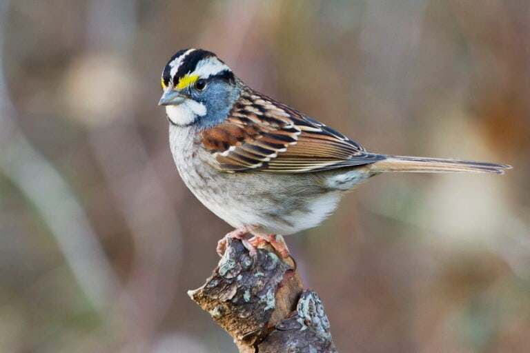 17 Common Types of Sparrows in Pennsylvania (with Pictures) - Optics Mag