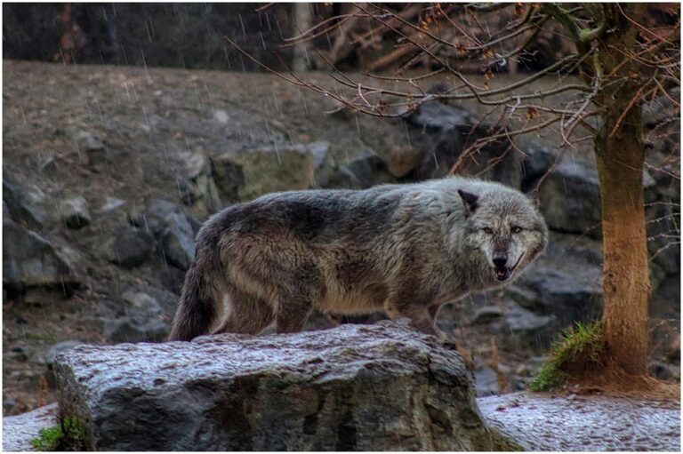 26 Animals That Can See Infrared Light (With Pictures) - Optics Mag