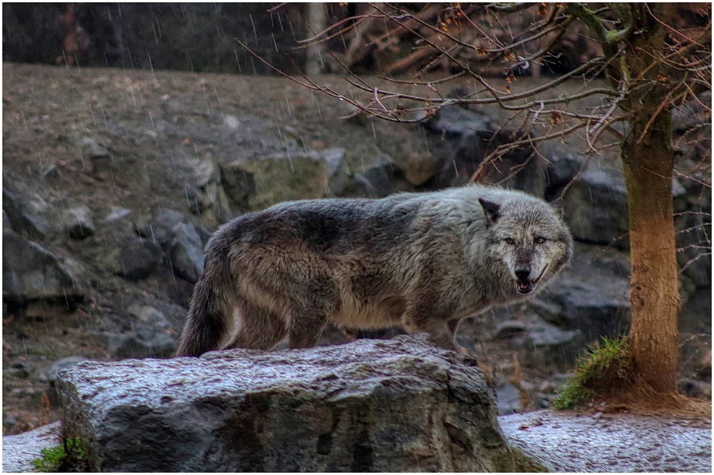 26 Animals That Can See Infrared Light (With Pictures) - Optics Mag