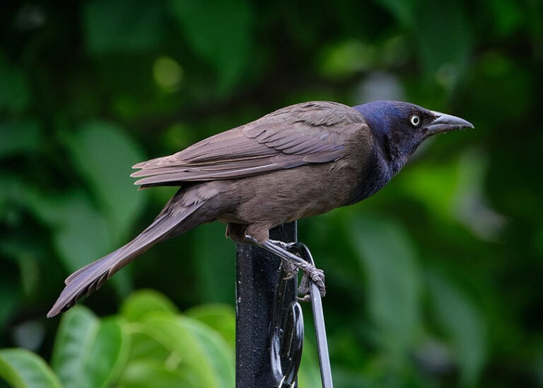 Common Grackle: Field Guide, Pictures, Habitat & Info - Optics Mag