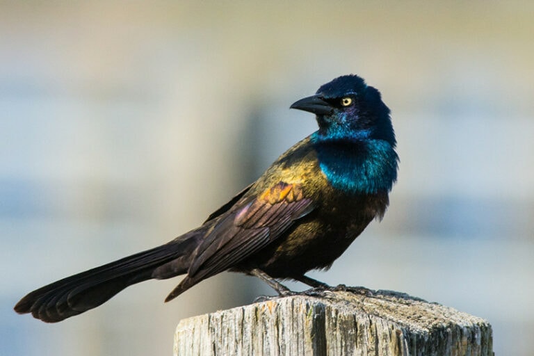 Common Grackle: Field Guide, Pictures, Habitat & Info - Optics Mag