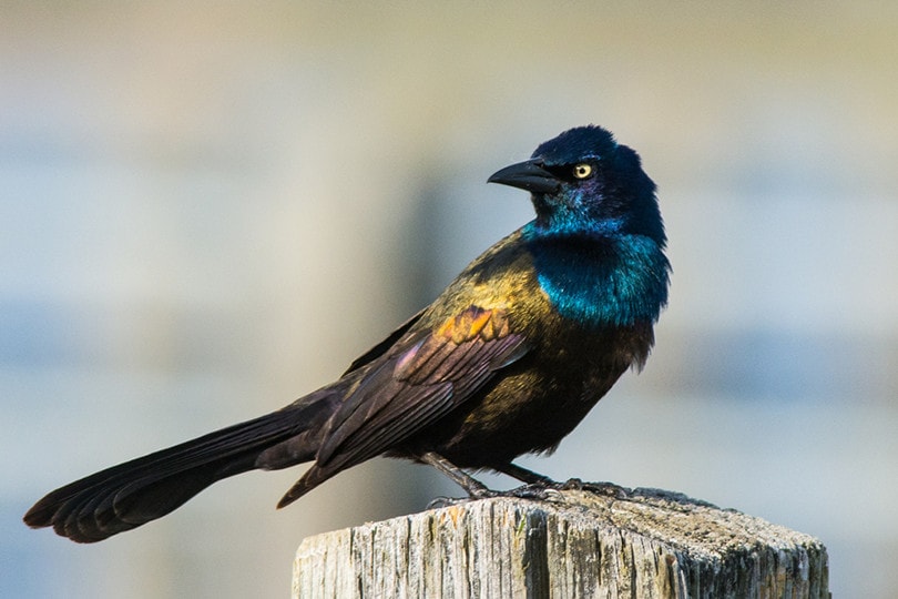Common Grackle: Field Guide, Pictures, Habitat & Info - Optics Mag
