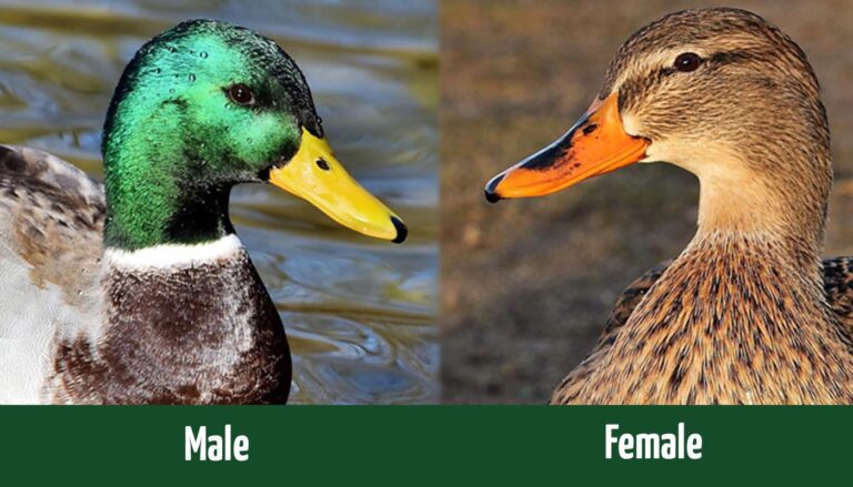 Male vs Female Mallard: Identifying the Differences (With Pictures) - Optics Mag