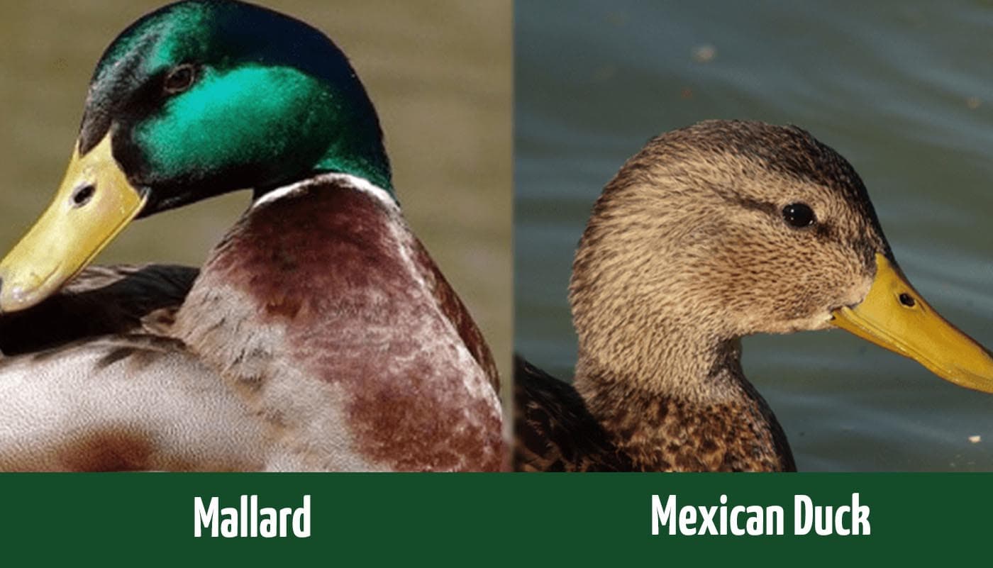 Mexican Duck Vs. Mallard: How are They Different? - Optics Mag