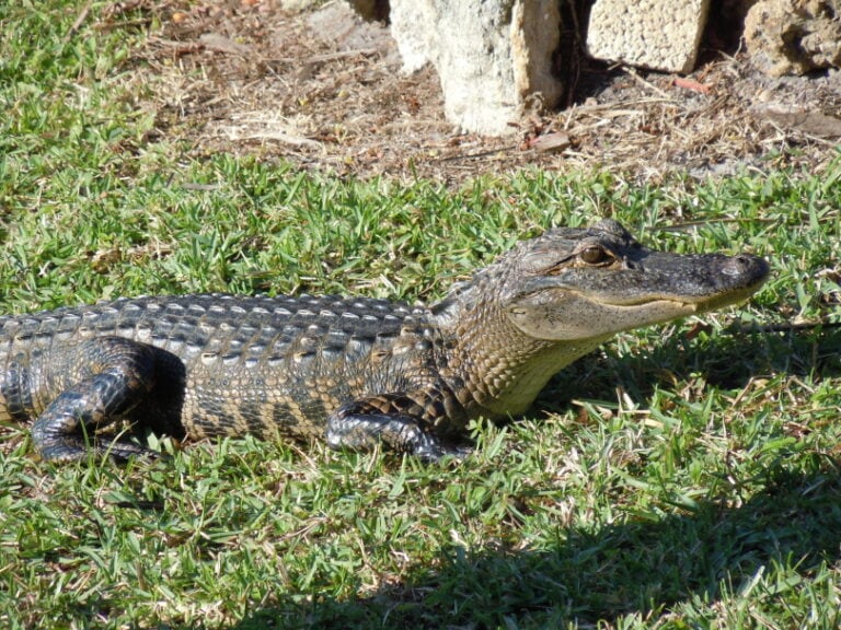 Can You Hunt Alligators in Florida? What You Need to Know! - Optics Mag
