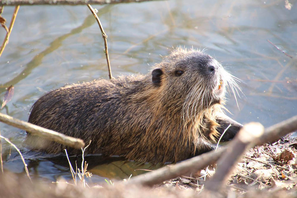 What Game Can You Hunt in North Carolina? 25 Common Game - Optics Mag