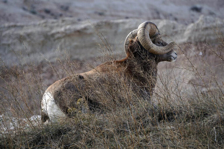 What Animals Can You Hunt in Arizona? 31 Common Game Species - Optics Mag