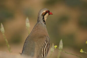 What Animals Can You Hunt in Arizona? 31 Common Game Species - Optics Mag