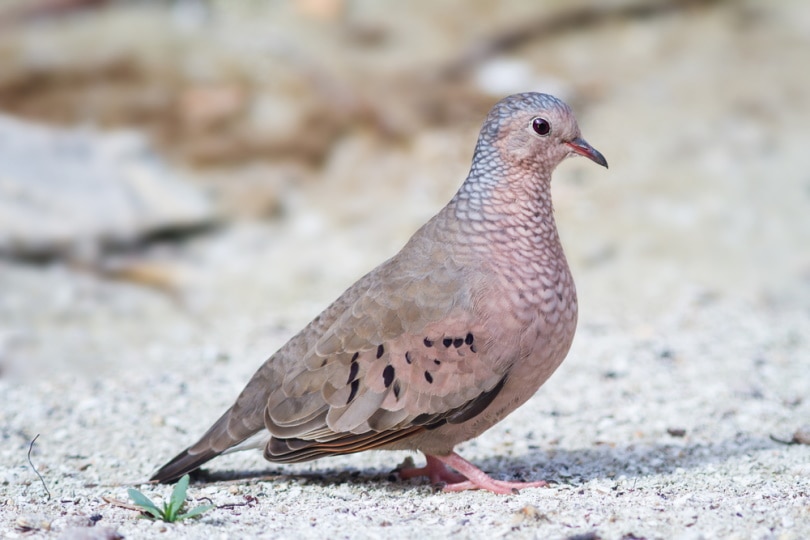 7 Birds That Look Like Mourning Doves (with Pictures) - Optics Mag
