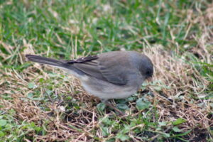 Where Do Juncos Nest? Junco Nesting Habits Explained - Optics Mag
