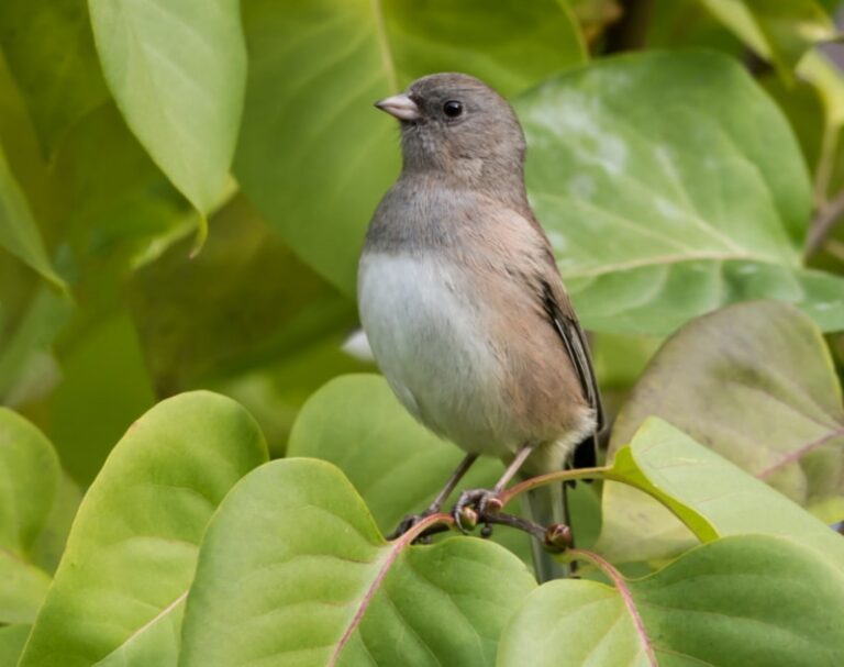 Where Do Juncos Nest? Junco Nesting Habits Explained - Optics Mag