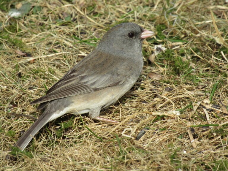 Dark-eyed Junco: Field Guide, Pictures, Habitat & Info - Optics Mag