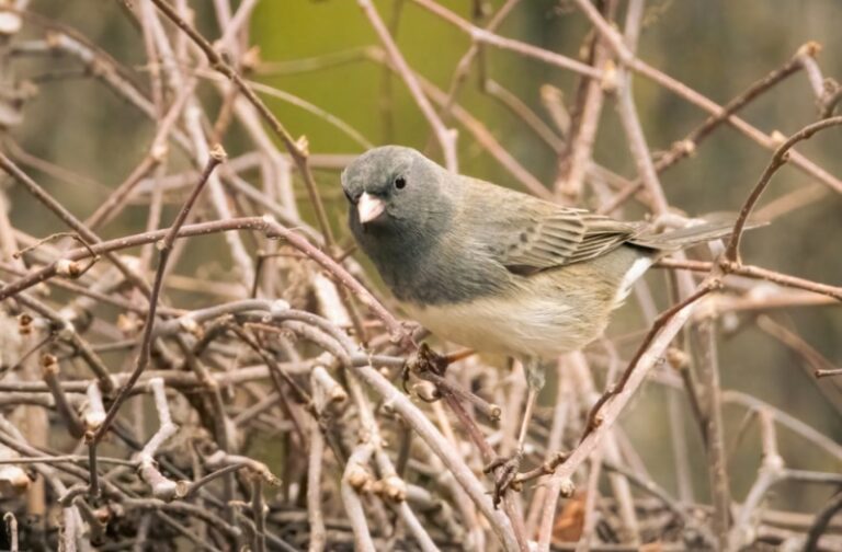 20 Common Types of Sparrows in Florida (With Pictures) - Optics Mag
