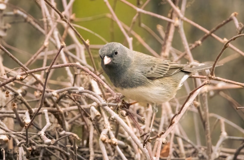 Dark-eyed Junco: Field Guide, Pictures, Habitat & Info - Optics Mag