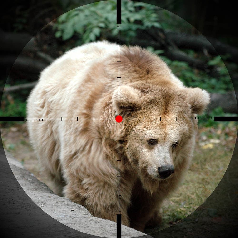 Can You Hunt Bears? Everything You Need to Know - Optics Mag