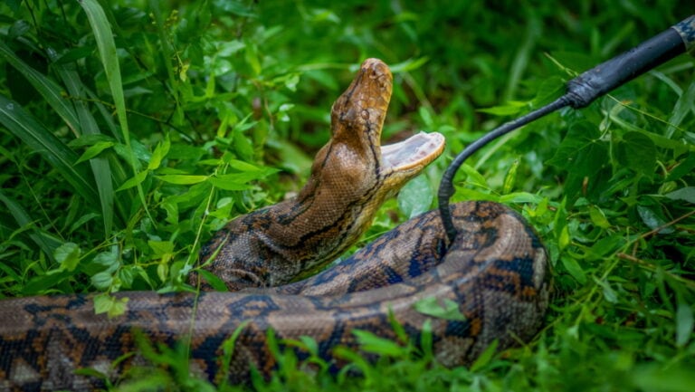 Can You Hunt Pythons in Florida? Do You Need a License? - Optics Mag