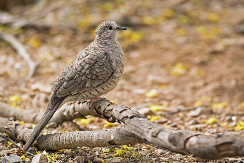 7 Birds That Look Like Mourning Doves (with Pictures) - Optics Mag