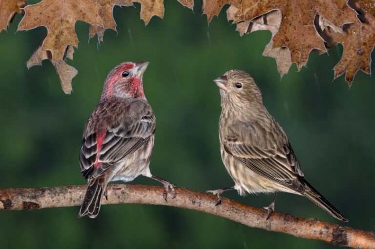 17 Interesting & Fun House Finch Facts You Never Knew! - Optics Mag