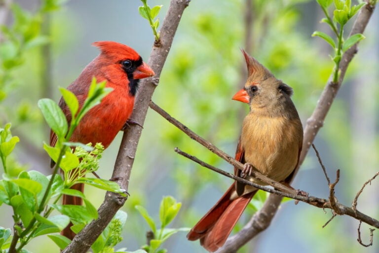 How Long Do Cardinals Live? (Average Lifespan Data & Facts) - Optics Mag
