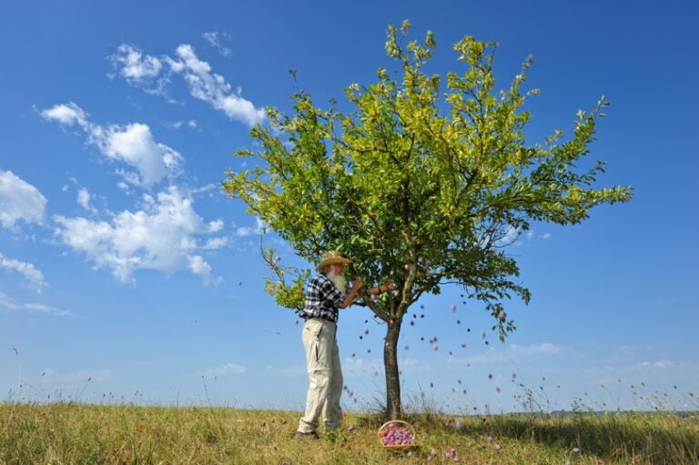 How to Get a Drone Out of a Tree – 5 Simple Steps - Optics Mag