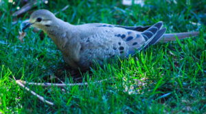 What Do Mourning Doves Eat? 5 Typical Foods - Optics Mag