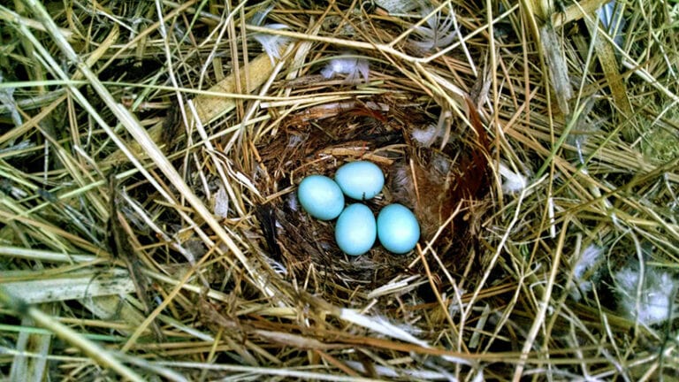 How to Tell If a Robin Egg Is Alive: 4 Simple Ways - Optics Mag