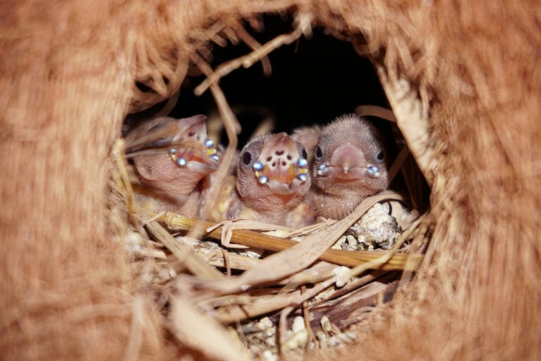 What Do Baby House Finches Eat? Everything You Need to Know! - Optics Mag