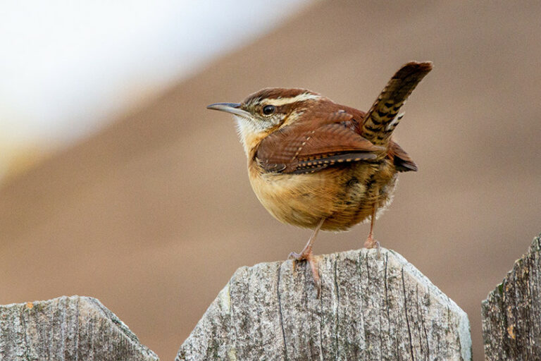 Carolina Wren: Field Guide, Pictures, Habitat & Info - Optics Mag