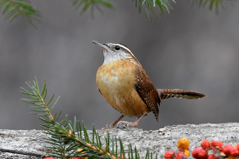 Carolina Wren: Field Guide, Pictures, Habitat & Info - Optics Mag