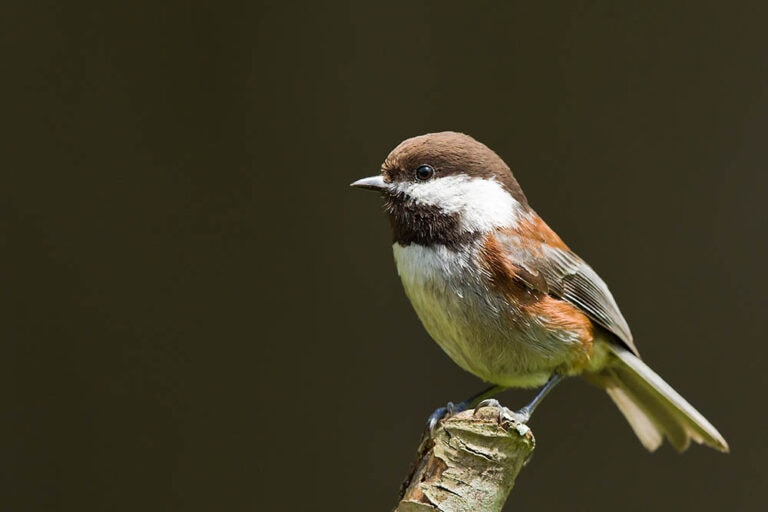 Chestnut-Backed Chickadee: Field Guide, Pictures, Habitat & Info ...