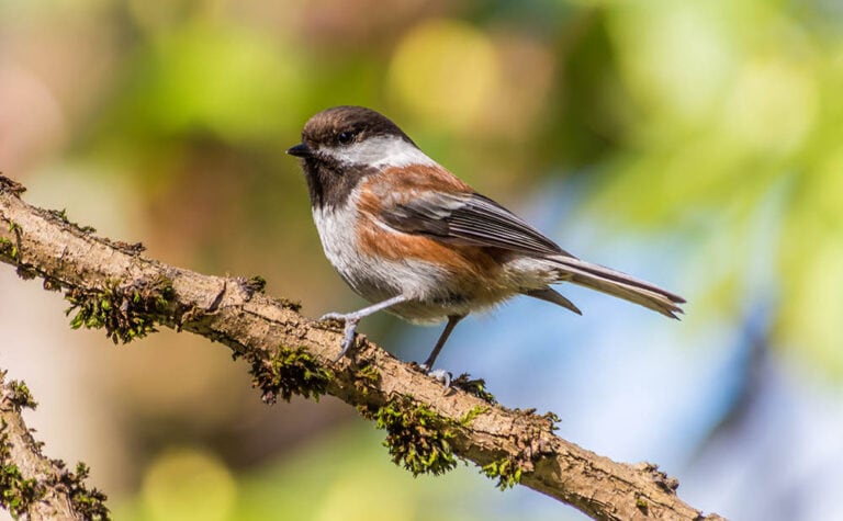 5 Types of Chickadees (With Pictures) - Optics Mag
