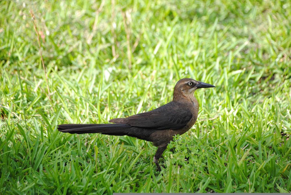 17 Types of Black Birds in Arkansas (With Pictures) - Optics Mag