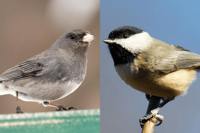 Junco vs. Chickadee: How to Tell the Difference (With Pictures ...