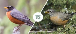 Male vs. Female Robins: How to Tell the Difference - Optics Mag