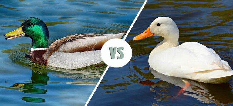Mallard vs. Duck: Is There a Difference? - Optics Mag