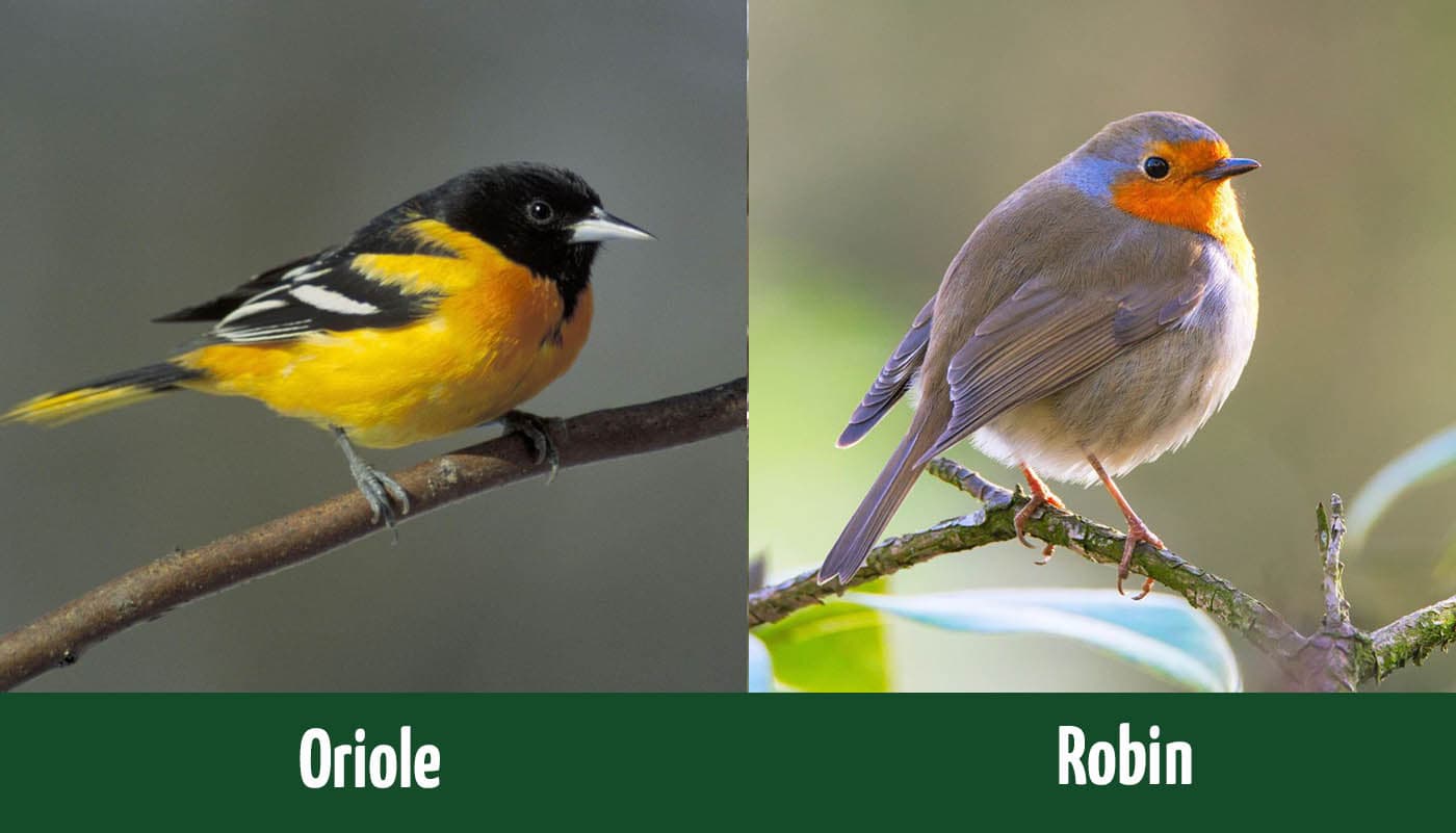 Oriole vs Robin: How To Tell the Difference - Optics Mag