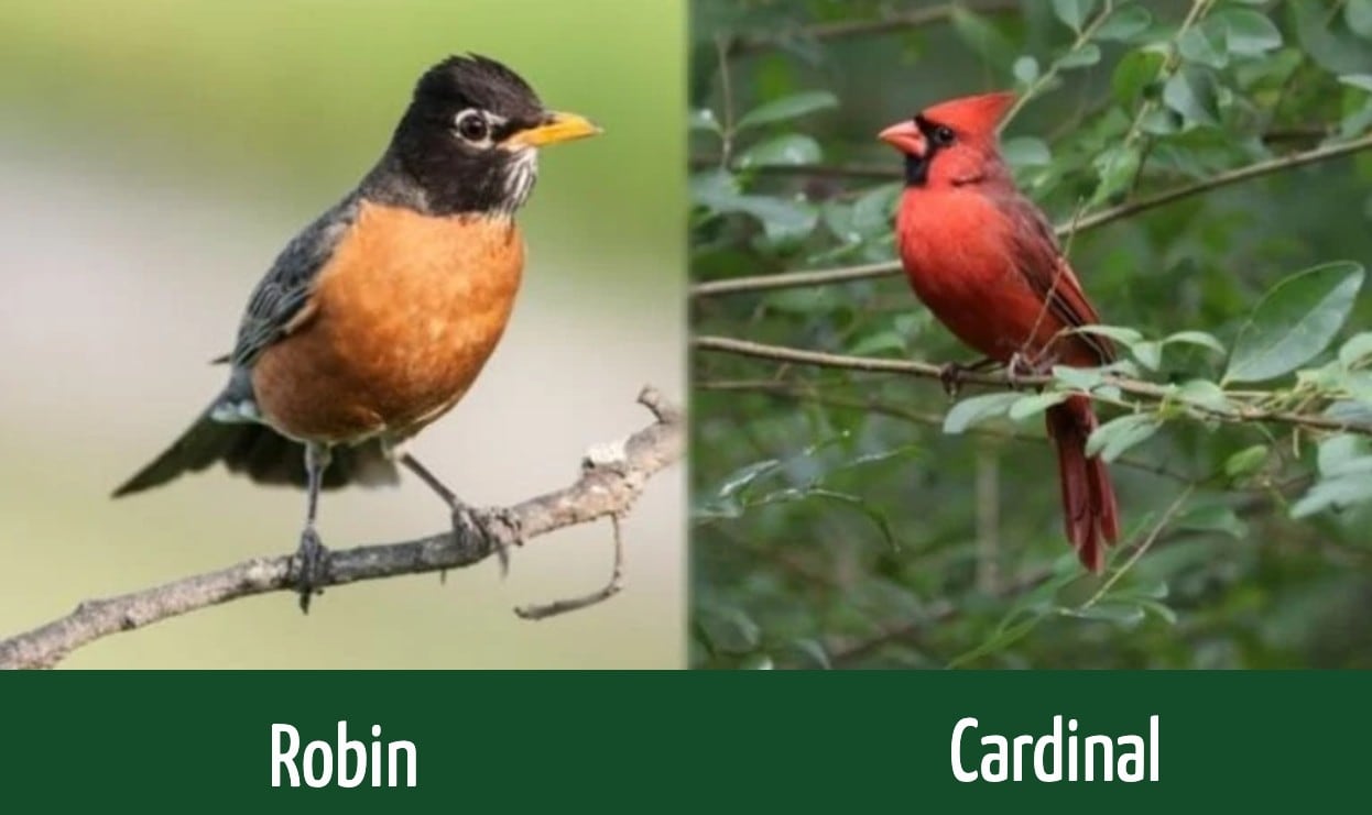 Robin vs Cardinal: How to Tell the Difference (With Pictures) - Optics Mag