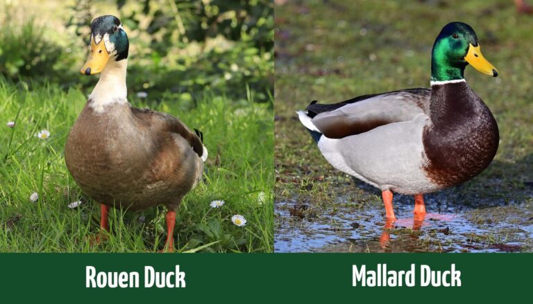 Rouen Duck vs. Mallard: What’s the Difference? - Optics Mag