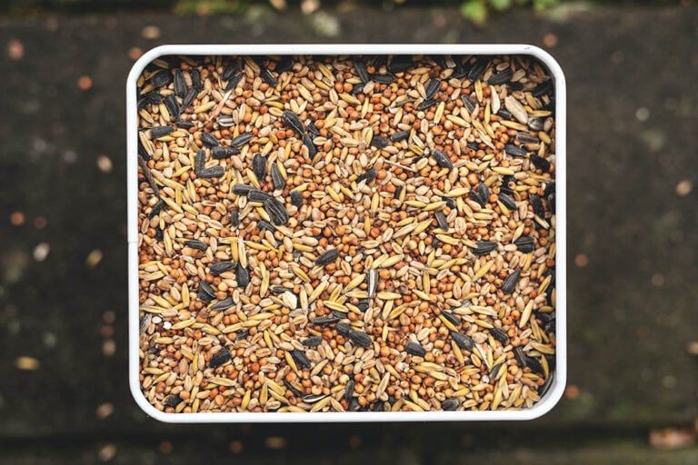 What Do Juncos Eat? 6 Typical Foods - Optics Mag
