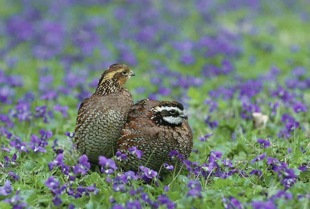 What Animals Can You Hunt in Kentucky? 8 Common Game Species - Optics Mag