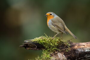 What Do Robins Eat? 10 Typical Foods & What to Feed Them - Optics Mag