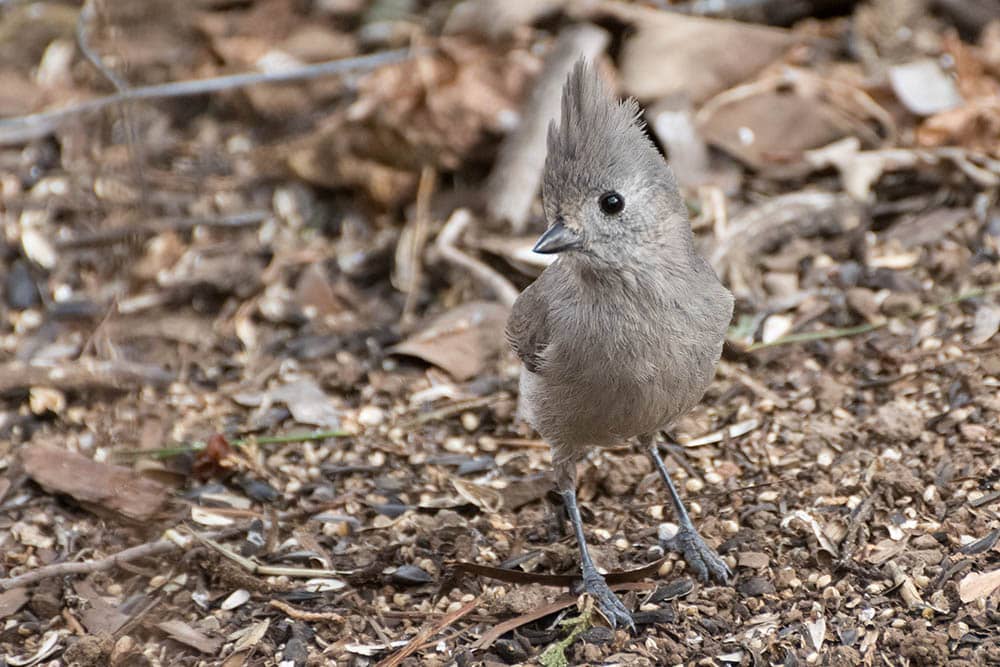 Juniper Titmouse: Field Guide, Pictures, Habitat & Info - Optics Mag