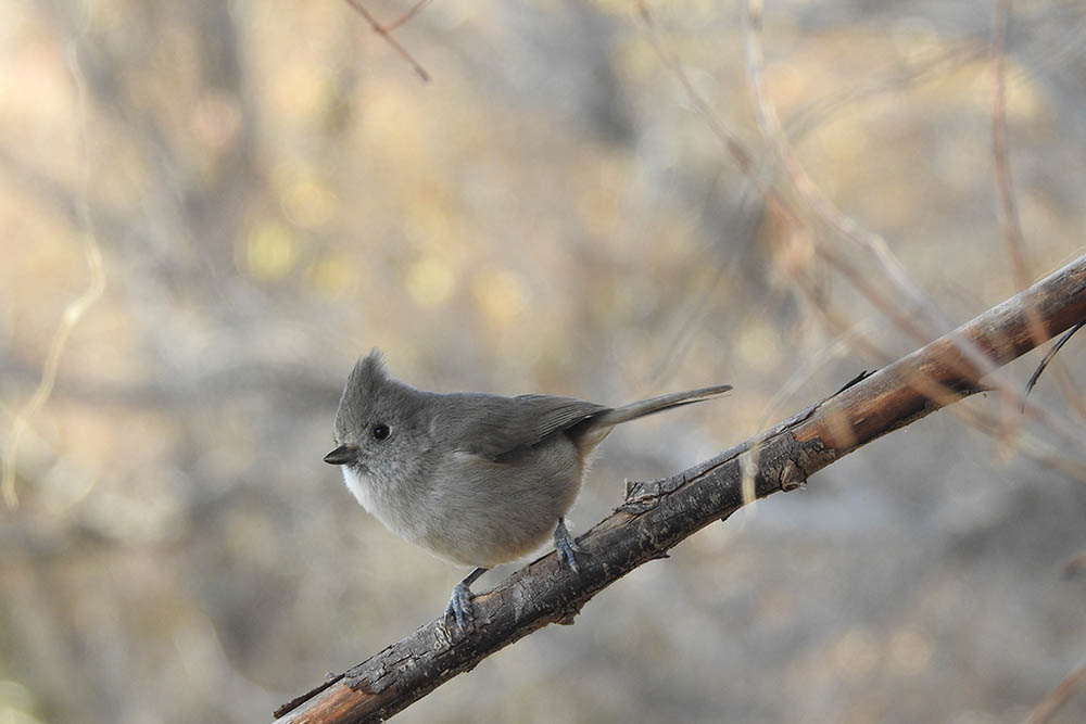 Juniper Titmouse: Field Guide, Pictures, Habitat & Info - Optics Mag