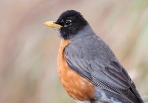 Male vs. Female Robins: How to Tell the Difference - Optics Mag