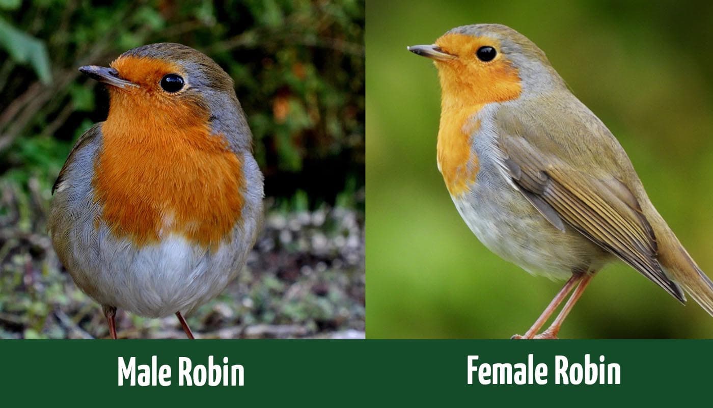 Male vs. Female Robins: How to Tell the Difference - Optics Mag Male vs. Female Robins: How to Tell the Difference - Optics Mag