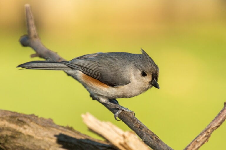 Titmouse Lifespan - How Long Do They Live? - Optics Mag