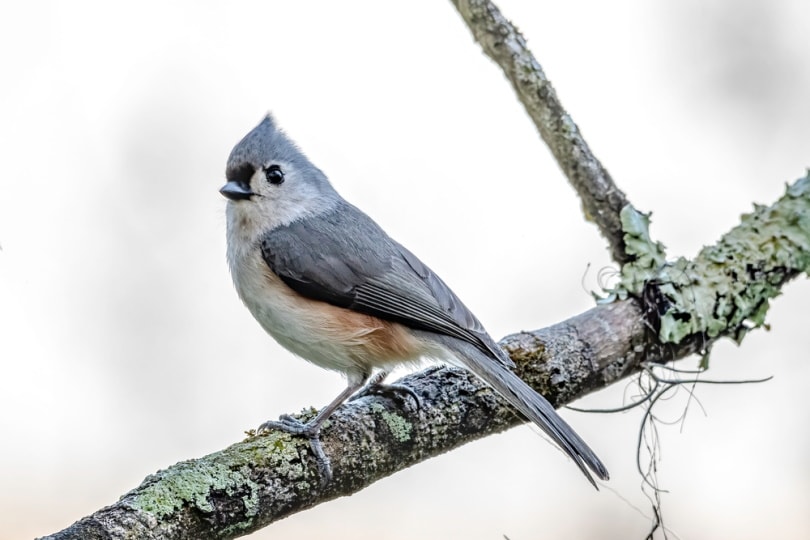 Titmouse Lifespan - How Long Do They Live? - Optics Mag