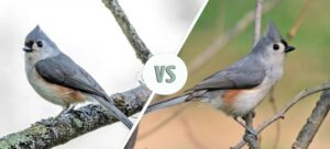 Male vs Female Tufted Titmouse: How To Tell The Difference? (With ...